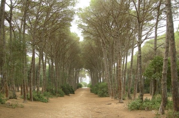 Opération de nettoyage de la forêt de Bouchaoui le 9 mai - Vinyculture
